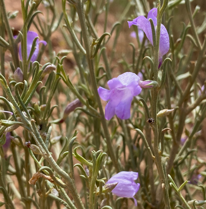 Broombush • Flinders Ranges Field Naturalists