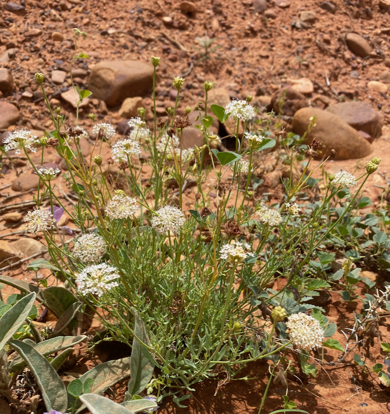 Wild parsnip • Flinders Ranges Field Naturalists