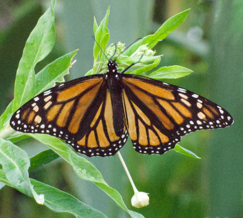 Wanderer Butterfly: Copley • Flinders Ranges Field Naturalists