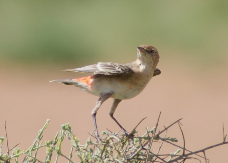 Birds Archives • Flinders Ranges Field Naturalists