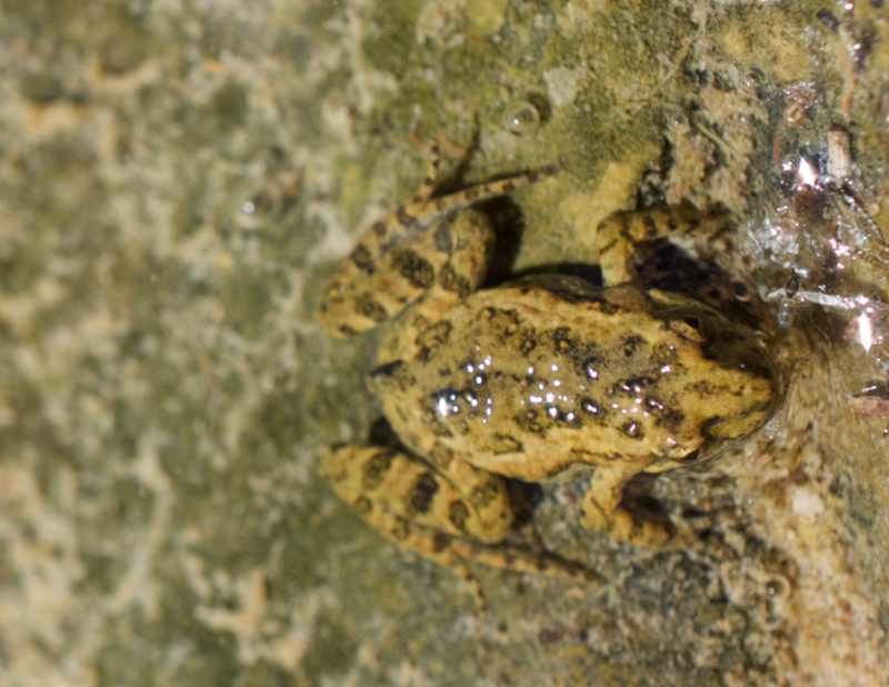 Northern Flinders Ranges Froglet • Flinders Ranges Field Naturalists