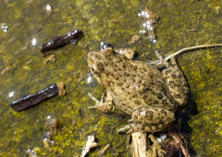 Northern Flinders Ranges Froglet • Flinders Ranges Field Naturalists