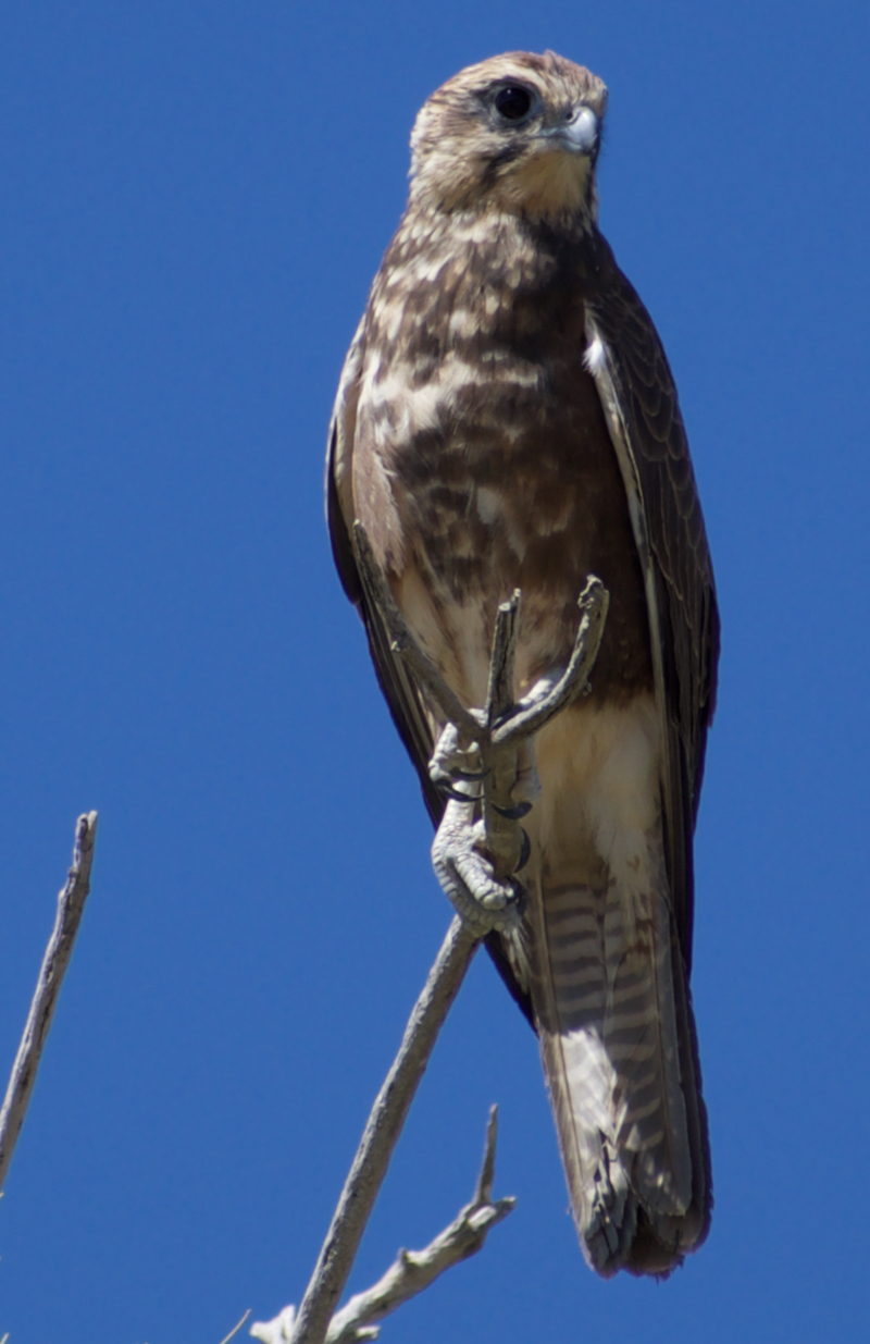 Birds Archives • Flinders Ranges Field Naturalists