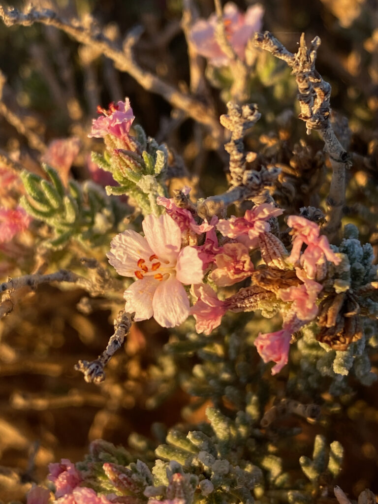 Flowering Frankenia • Flinders Ranges Field Naturalists