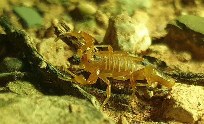 Spider-hunting Scorpion • Flinders Ranges Field Naturalists