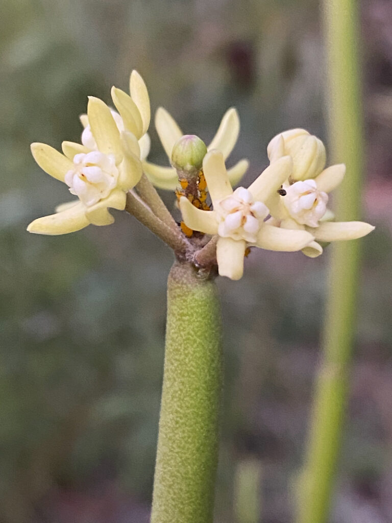 Caustic Bush flower • Flinders Ranges Field Naturalists
