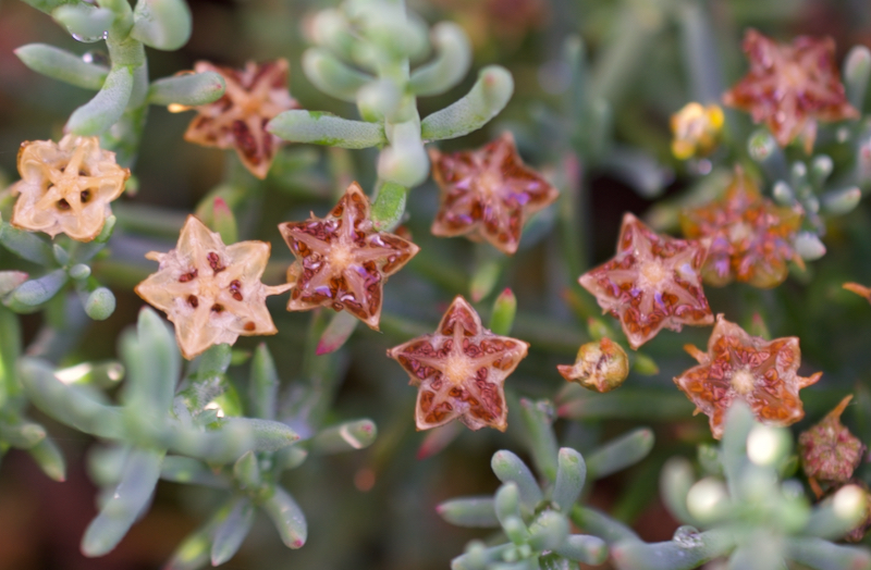 Flora Archives • Page 5 of 29 • Flinders Ranges Field Naturalists