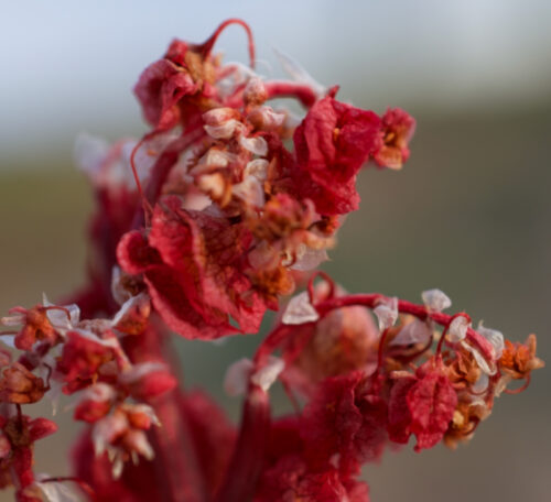 Flora Archives • Page 5 of 30 • Flinders Ranges Field Naturalists