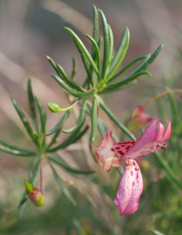 Flora Archives • Flinders Ranges Field Naturalists