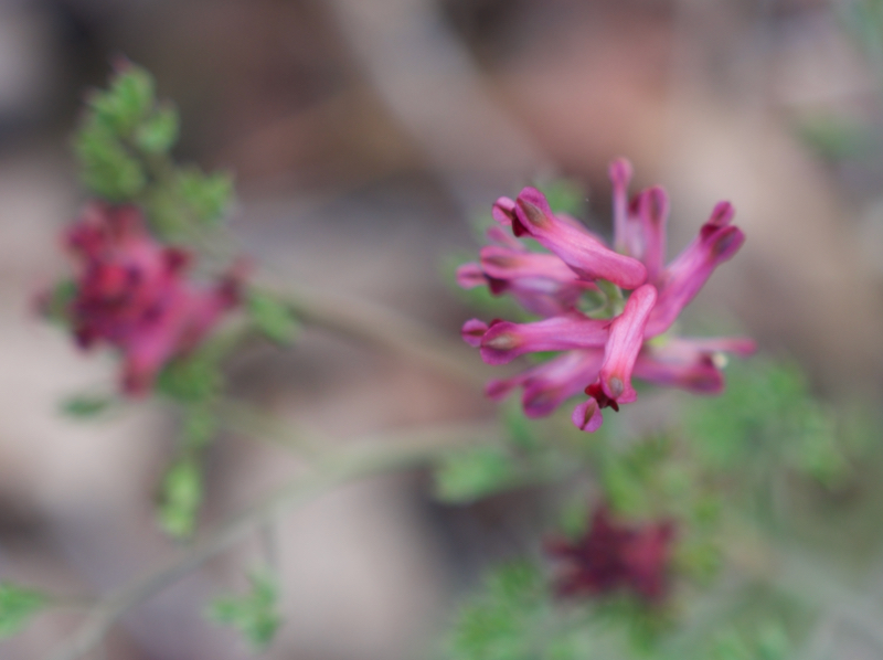 Flora Archives • Page 4 of 29 • Flinders Ranges Field Naturalists