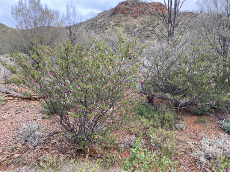 Flora Archives • Page 10 of 31 • Flinders Ranges Field Naturalists
