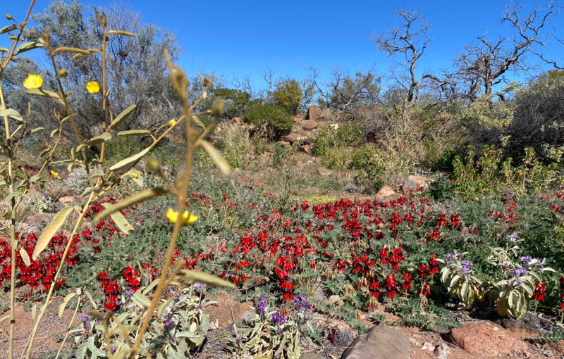 Flora Archives • Page 10 of 30 • Flinders Ranges Field Naturalists