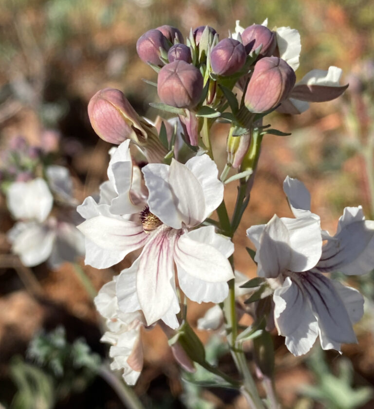 Flora Archives • Page 7 of 29 • Flinders Ranges Field Naturalists