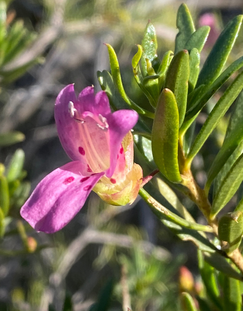 Eremophila alternifolia flowering: Arkaroola • Flinders Ranges Field ...