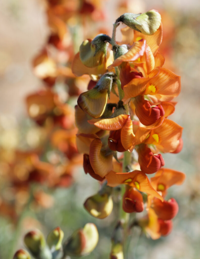 Orange Darling Pea • Flinders Ranges Field Naturalists