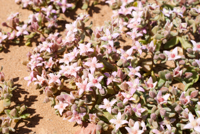 Flora Archives • Page 5 of 30 • Flinders Ranges Field Naturalists