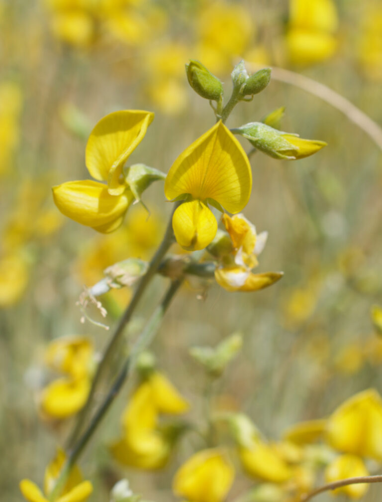 Flora Archives • Flinders Ranges Field Naturalists