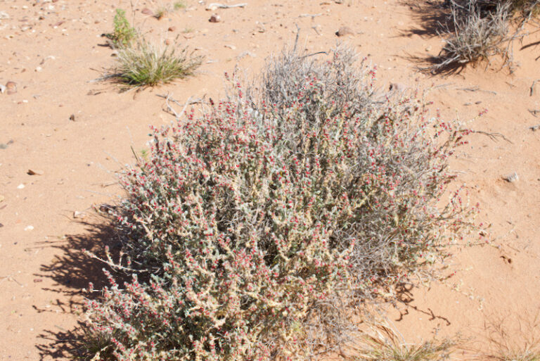 Flora Archives • Page 4 of 29 • Flinders Ranges Field Naturalists
