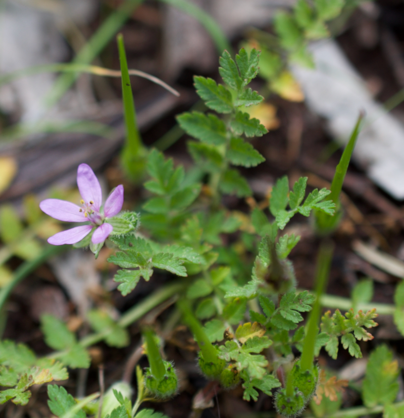 Common Storksbill • Flinders Ranges Field Naturalists