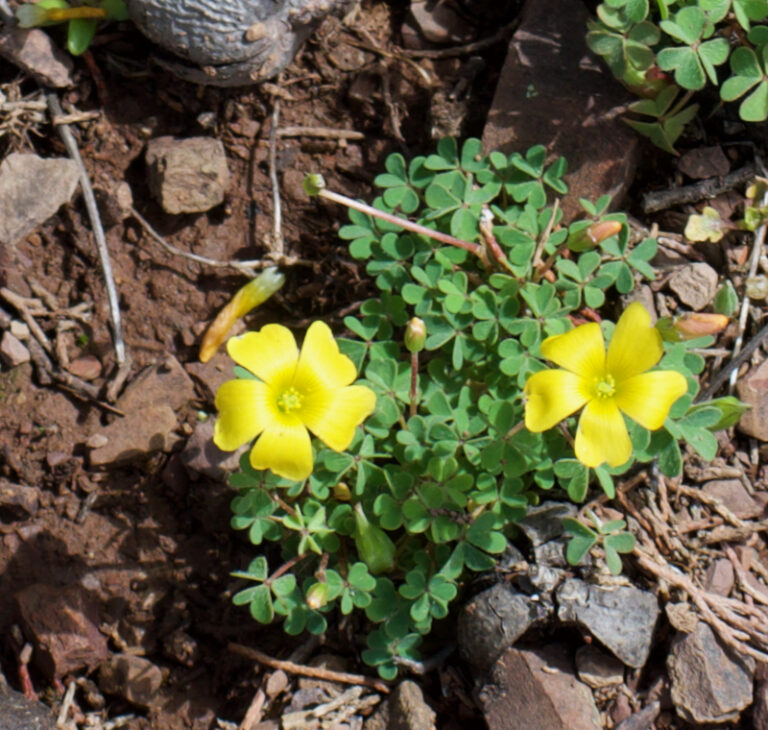 Flora Archives • Flinders Ranges Field Naturalists
