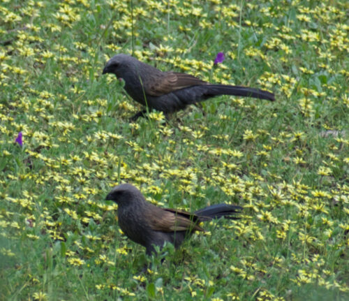 Birds Archives • Flinders Ranges Field Naturalists