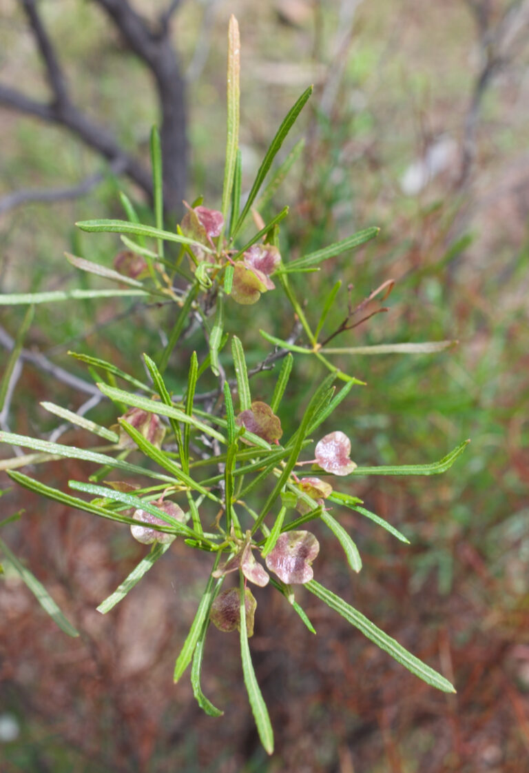 Flora Archives • Flinders Ranges Field Naturalists