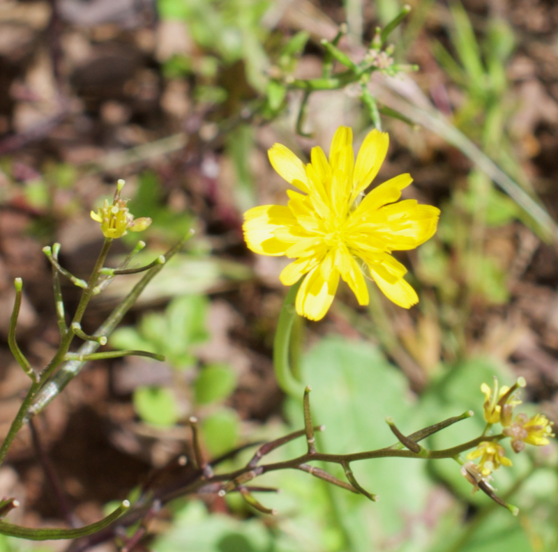 Cretan Weed flowering • Flinders Ranges Field Naturalists
