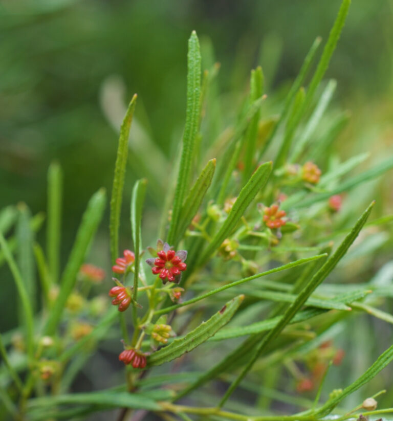Flora Archives • Page 4 of 30 • Flinders Ranges Field Naturalists