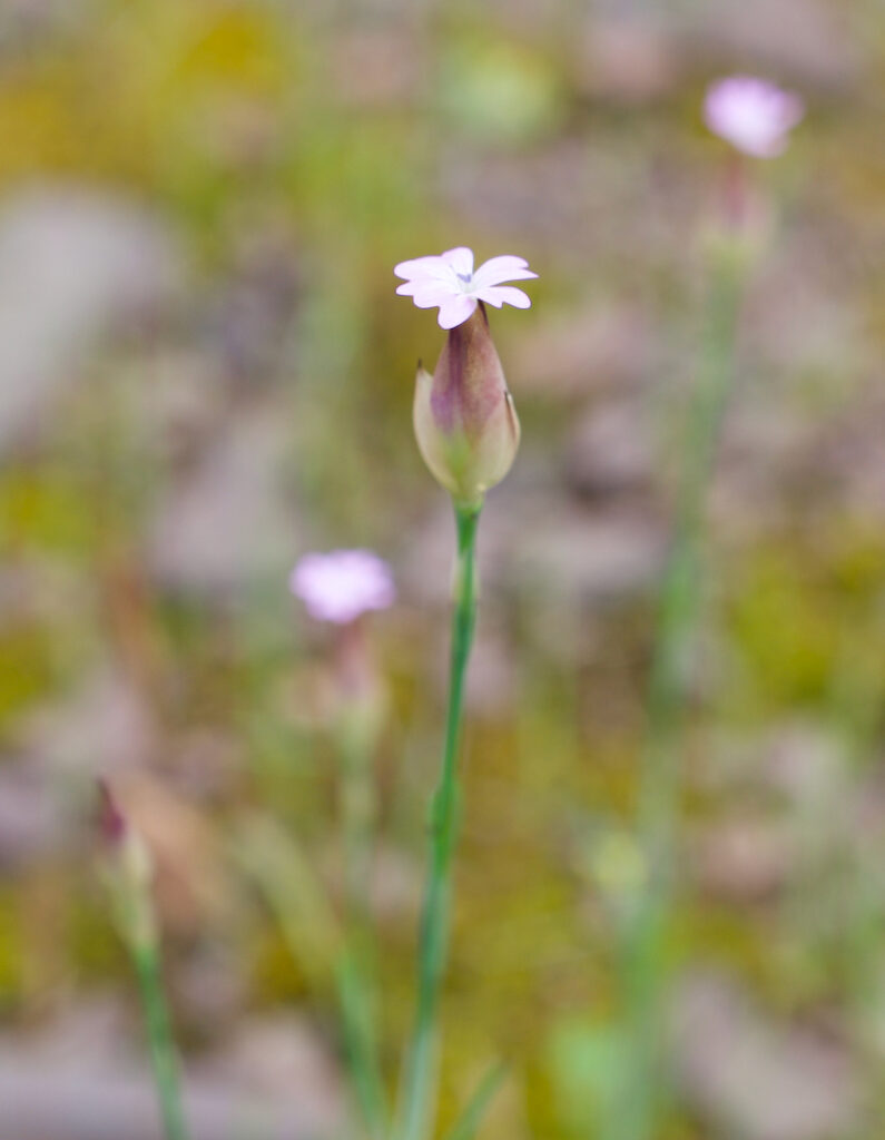Petrorhagia flowering • Flinders Ranges Field Naturalists