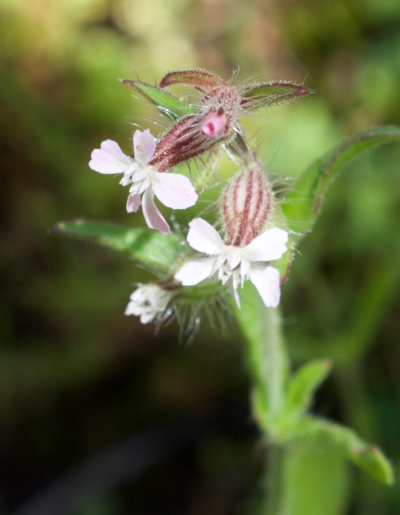 Flora Archives • Page 4 of 31 • Flinders Ranges Field Naturalists
