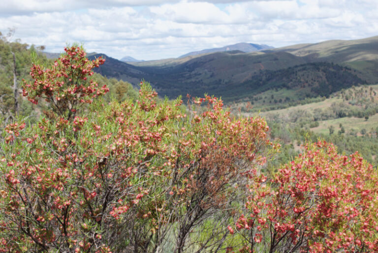 Flora Archives • Page 4 of 30 • Flinders Ranges Field Naturalists