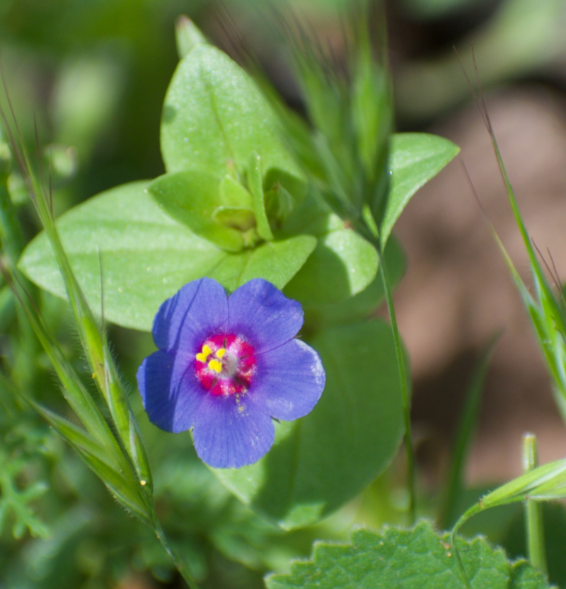 Blue Pimpernel flowering • Flinders Ranges Field Naturalists