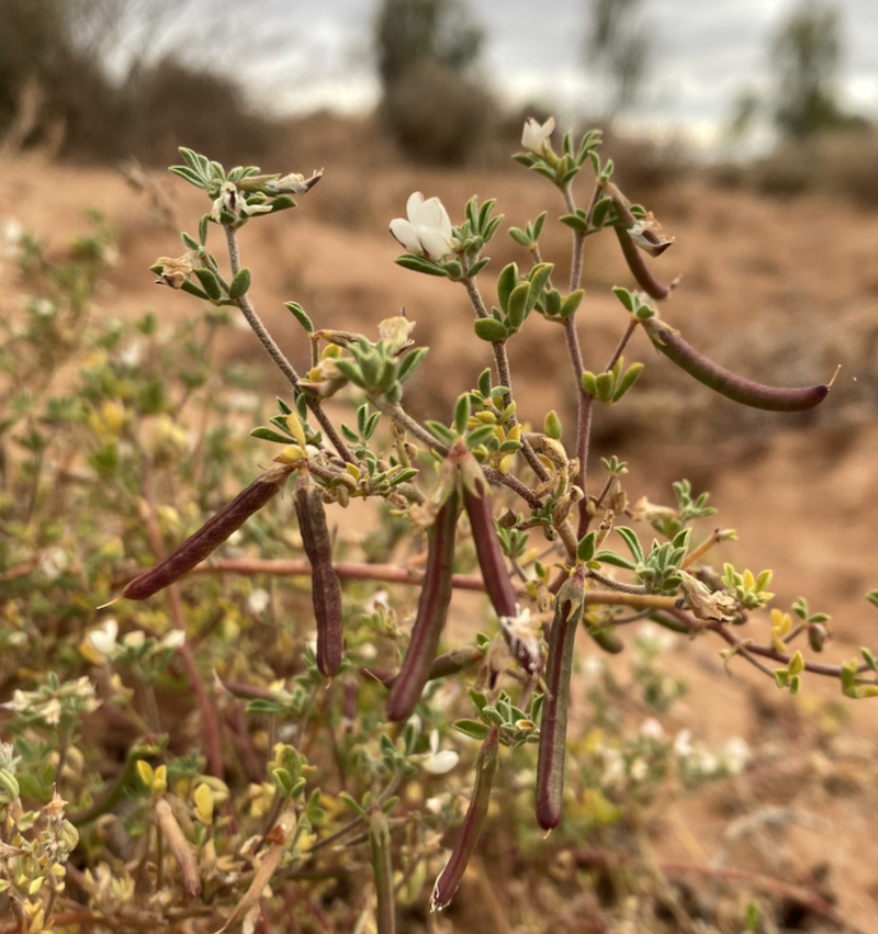 Austral Trefoil flowering and seeding: Copley • Flinders Ranges Field ...