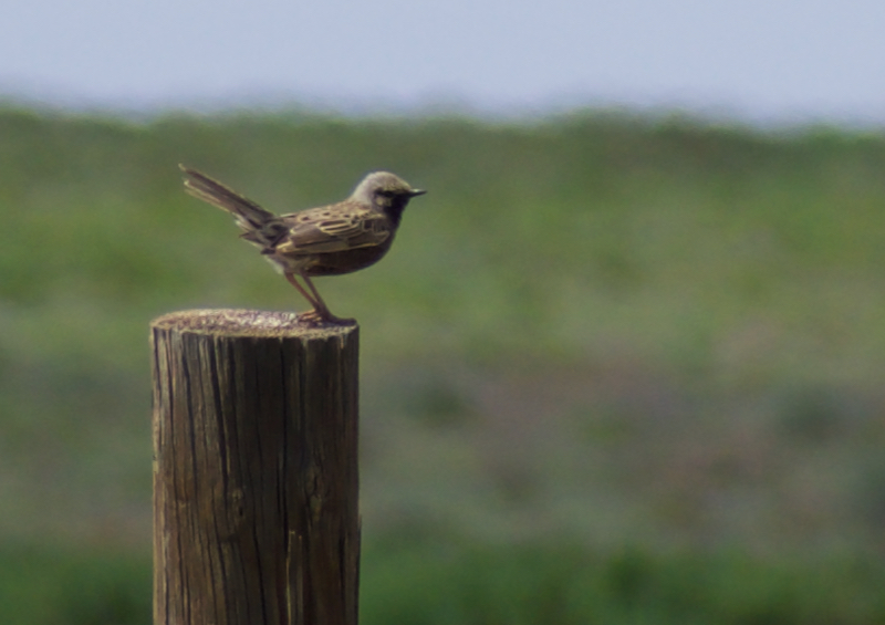 Birds Archives • Flinders Ranges Field Naturalists