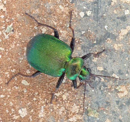 Green Carab Beetle • Flinders Ranges Field Naturalists