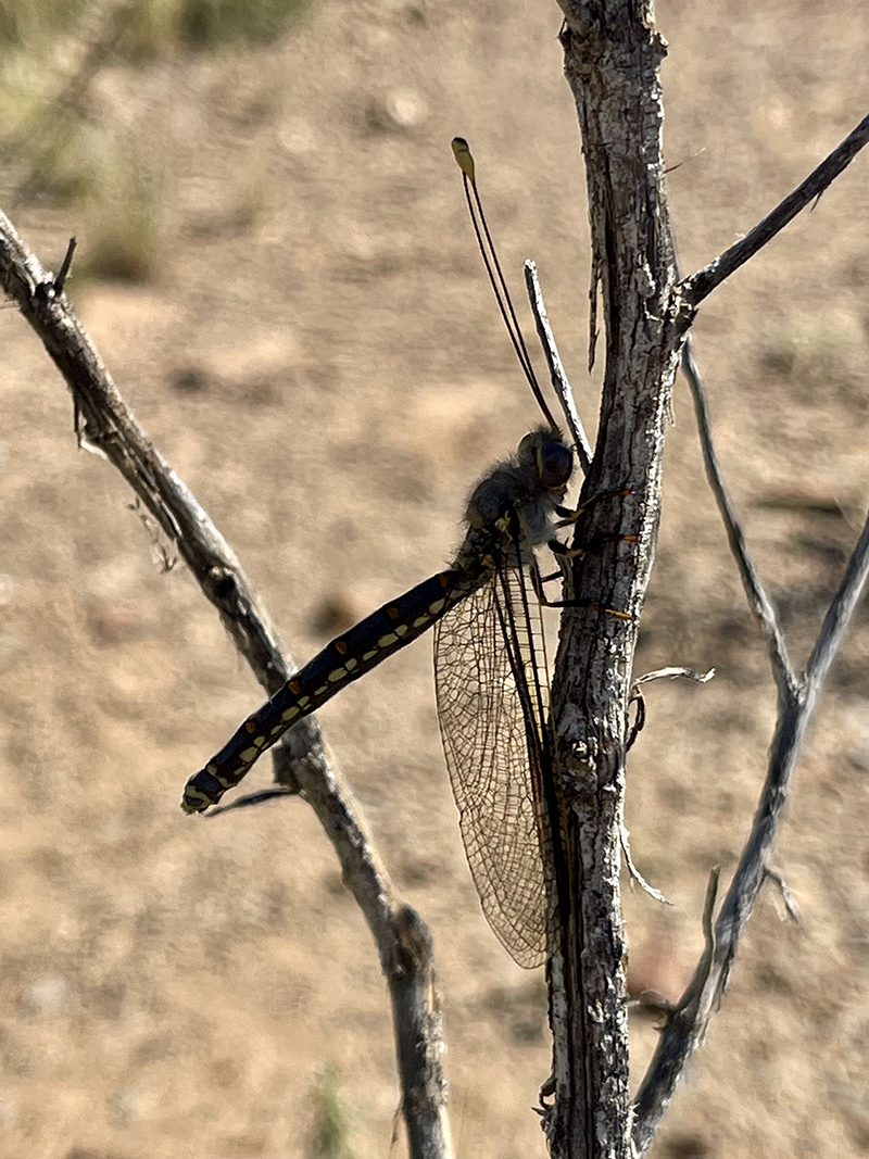 Flinders Ranges Field Naturalists