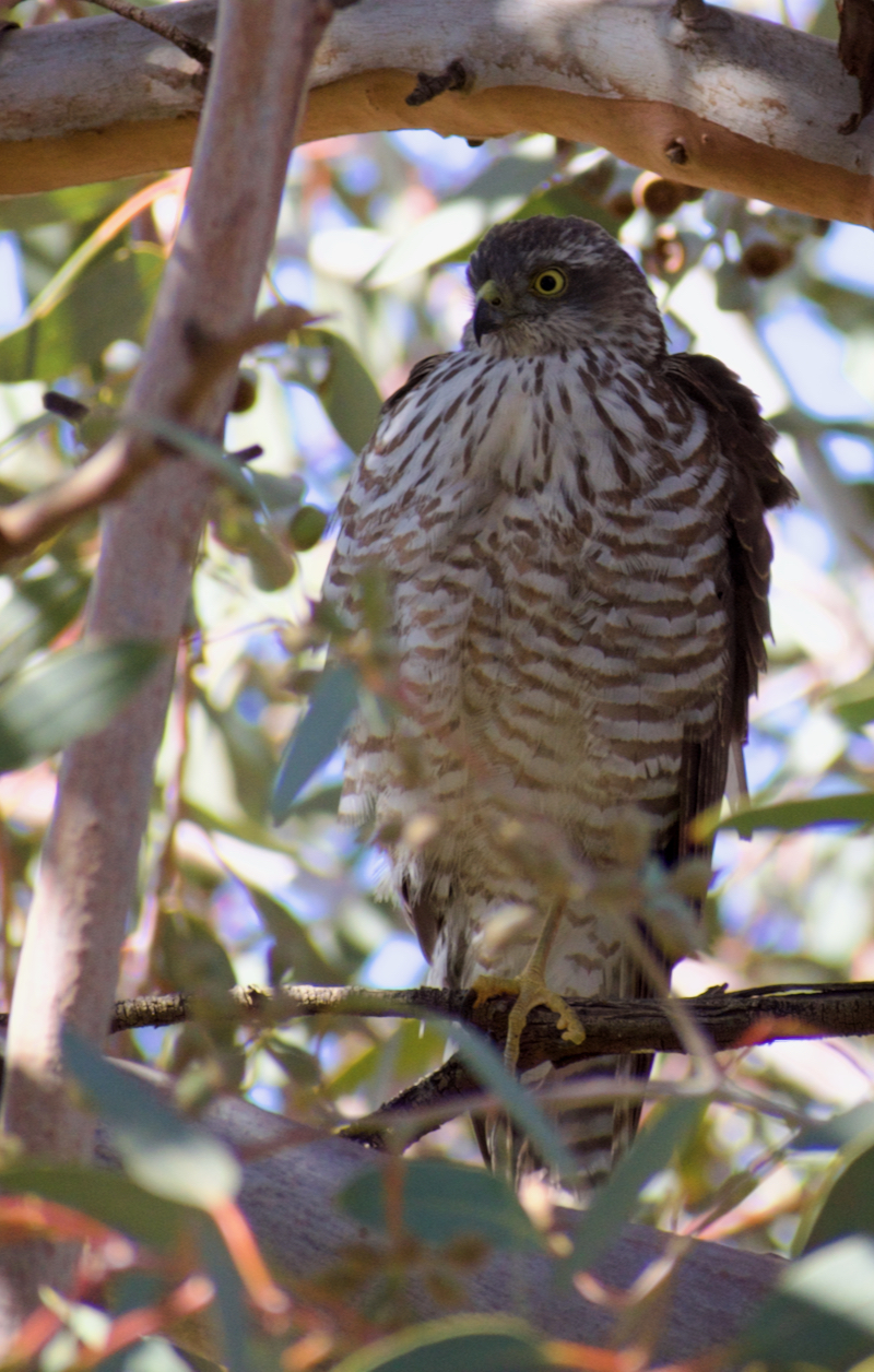 Birds Archives • Flinders Ranges Field Naturalists