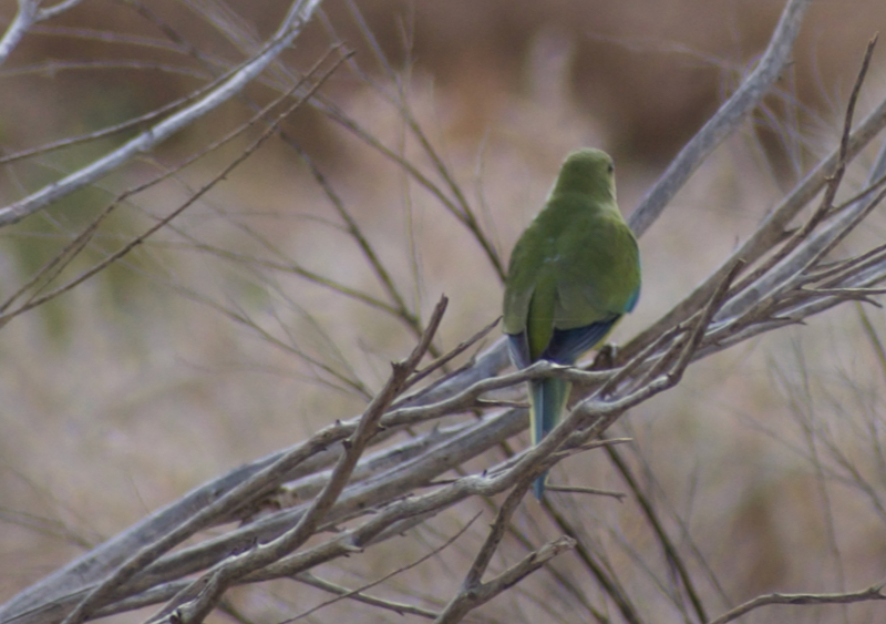 Elegant Parrot • Flinders Ranges Field Naturalists