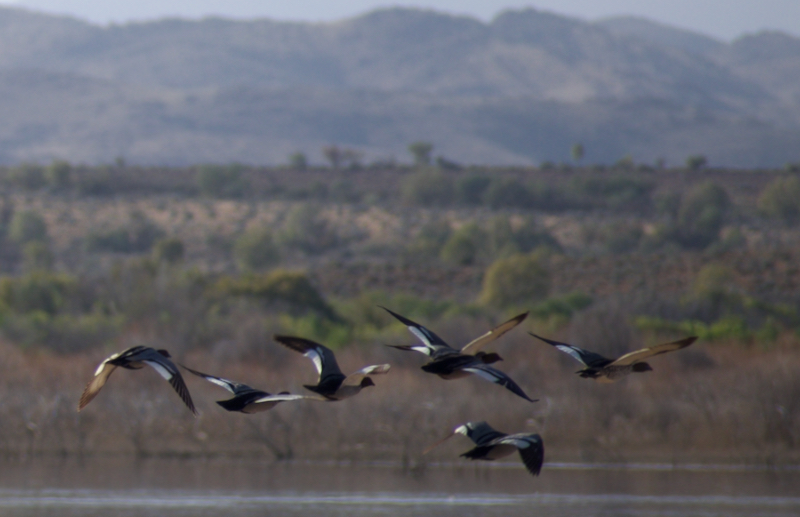Australian Wood Duck • Flinders Ranges Field Naturalists