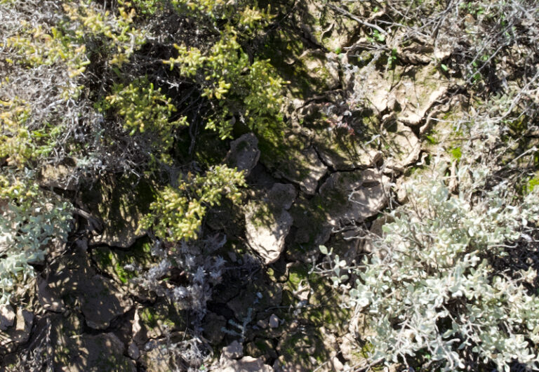 Flora Archives • Flinders Ranges Field Naturalists