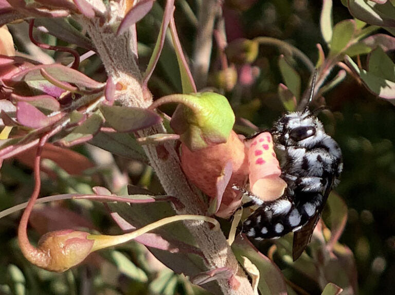 Flora Archives • Flinders Ranges Field Naturalists