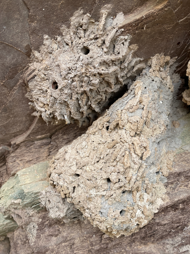 Fauna Archives • Flinders Ranges Field Naturalists