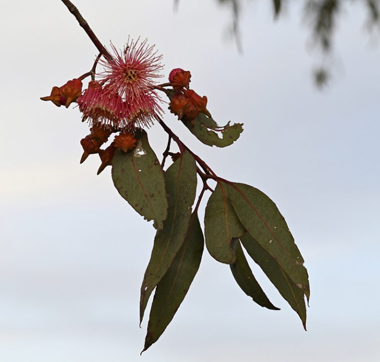 Flora Archives • Flinders Ranges Field Naturalists