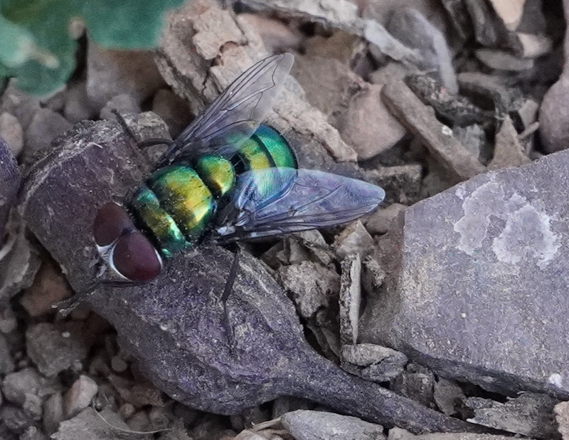 Blue-green Bottle Fly • Flinders Ranges Field Naturalists
