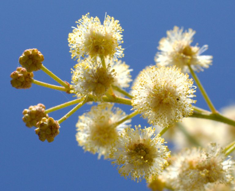 Flora Archives • Flinders Ranges Field Naturalists