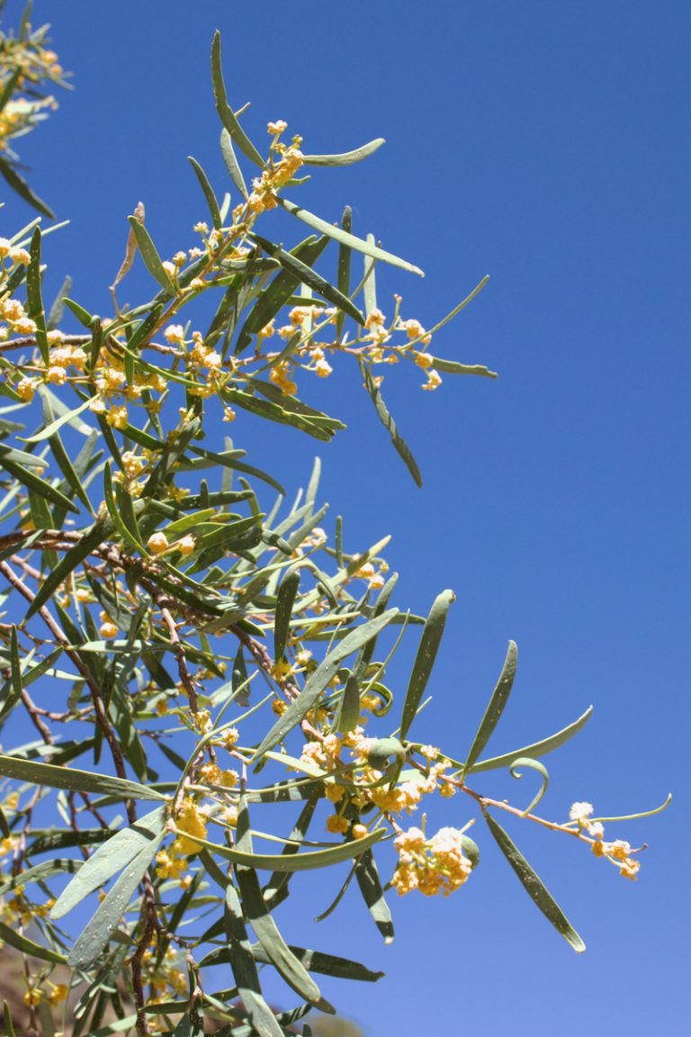 Flora Archives • Flinders Ranges Field Naturalists