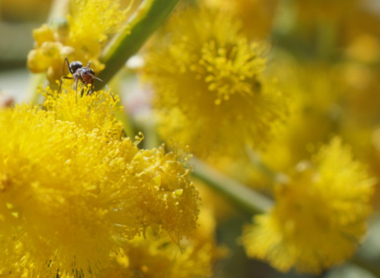 Flora Archives • Flinders Ranges Field Naturalists