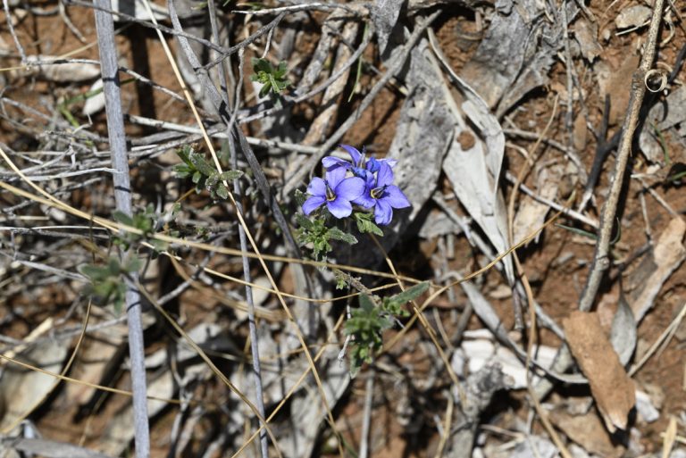 Flora Archives • Flinders Ranges Field Naturalists