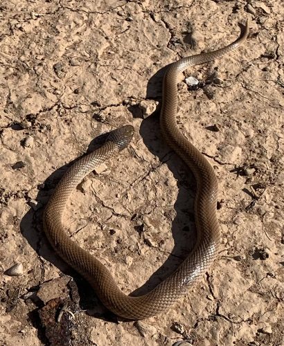Fauna Archives • Flinders Ranges Field Naturalists