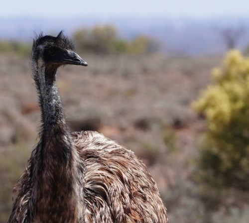 Australian Emu • Flinders Ranges Field Naturalists